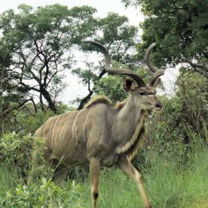 Bale Branch – oromiaforest